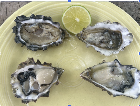 In Search of the Perfect Bite - Oysters Three Ways - IBSSCORP