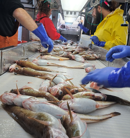 A Look Inside the Northeast Fisheries Science Center’s Bottom Trawl ...